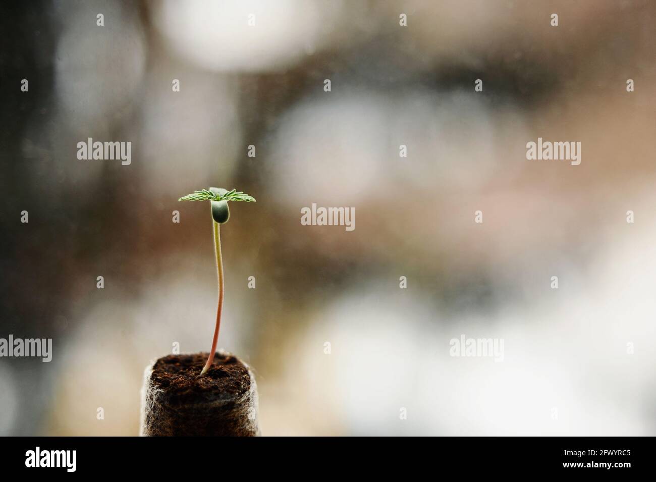 Cannabis sprout close up. Fresh young marijuana seedling. Growing plant ...