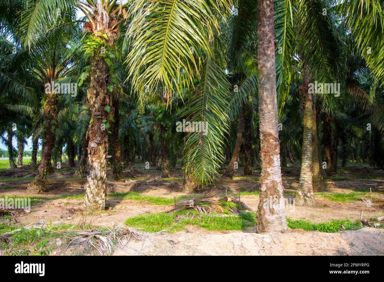 Palm oil plantation landscape Stock Photo - Alamy