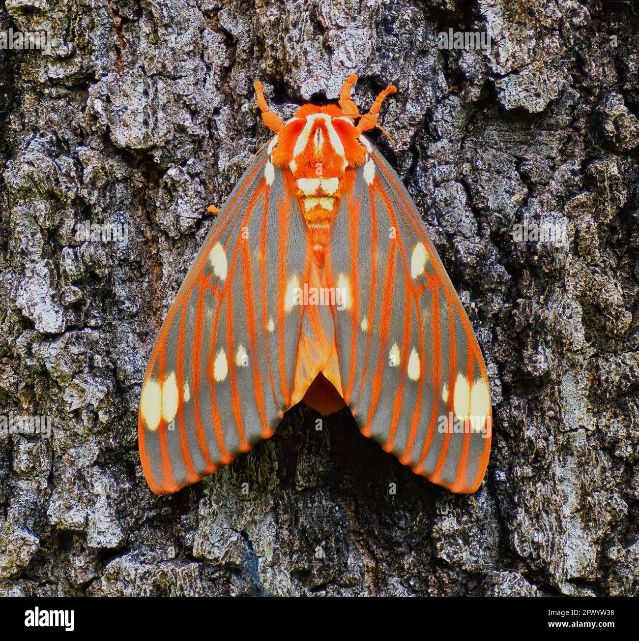 Butterfly On Oak Tree High Resolution Stock Photography and Images - Alamy