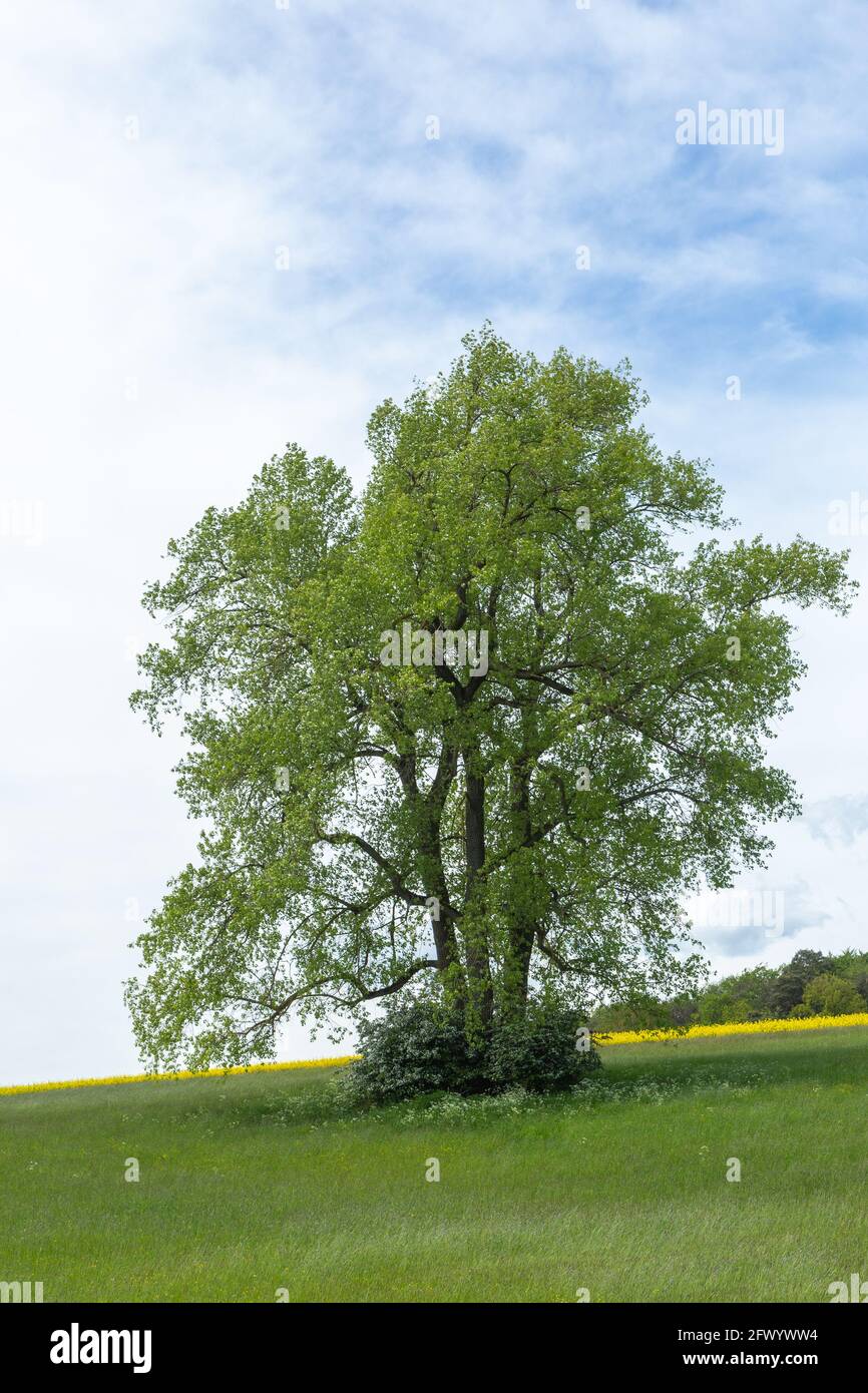 Landschaft germany sommer hi-res stock photography and images - Alamy