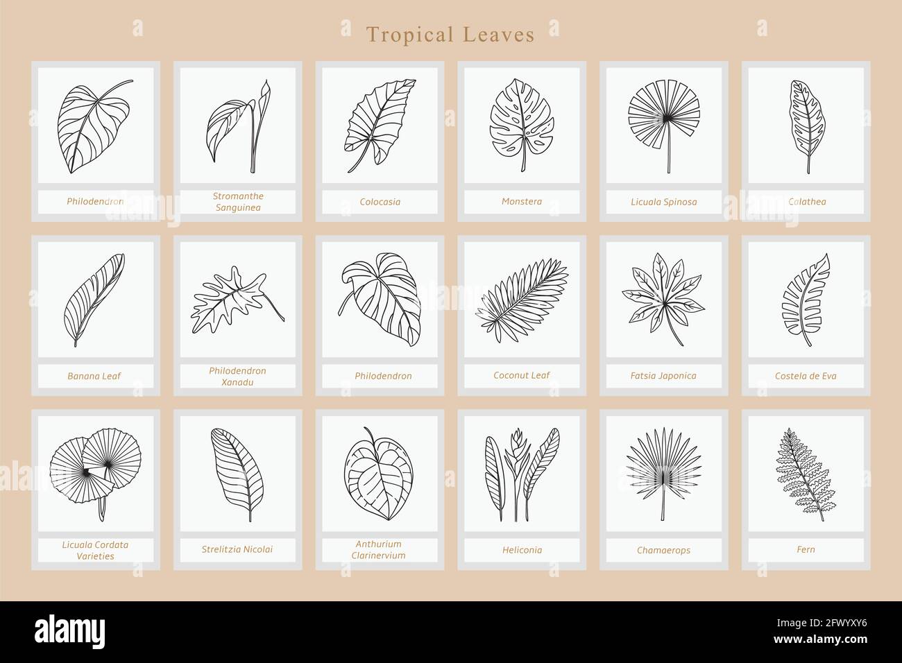 Philodendron tropical leaf line Stock Vector Images - Alamy