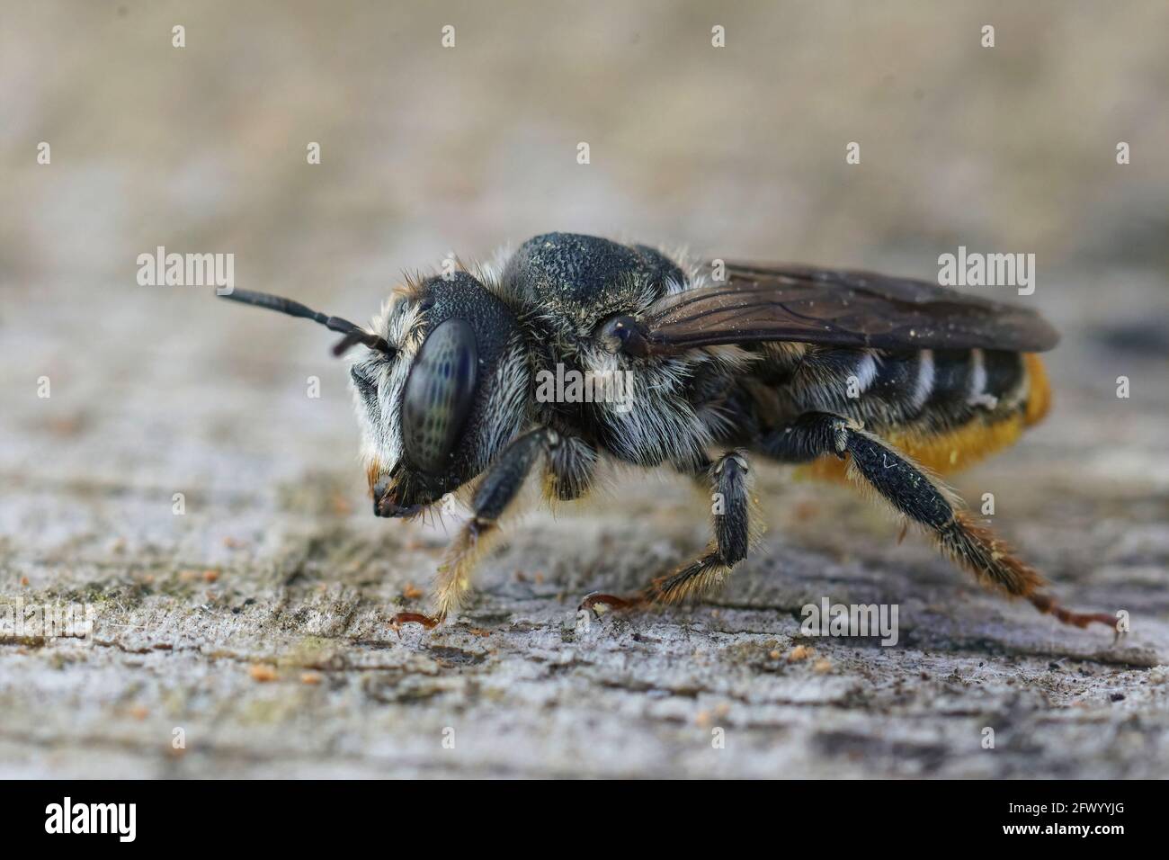 Close-up shot of a female Mediterranean wood-boring bee, Lithurgus ...