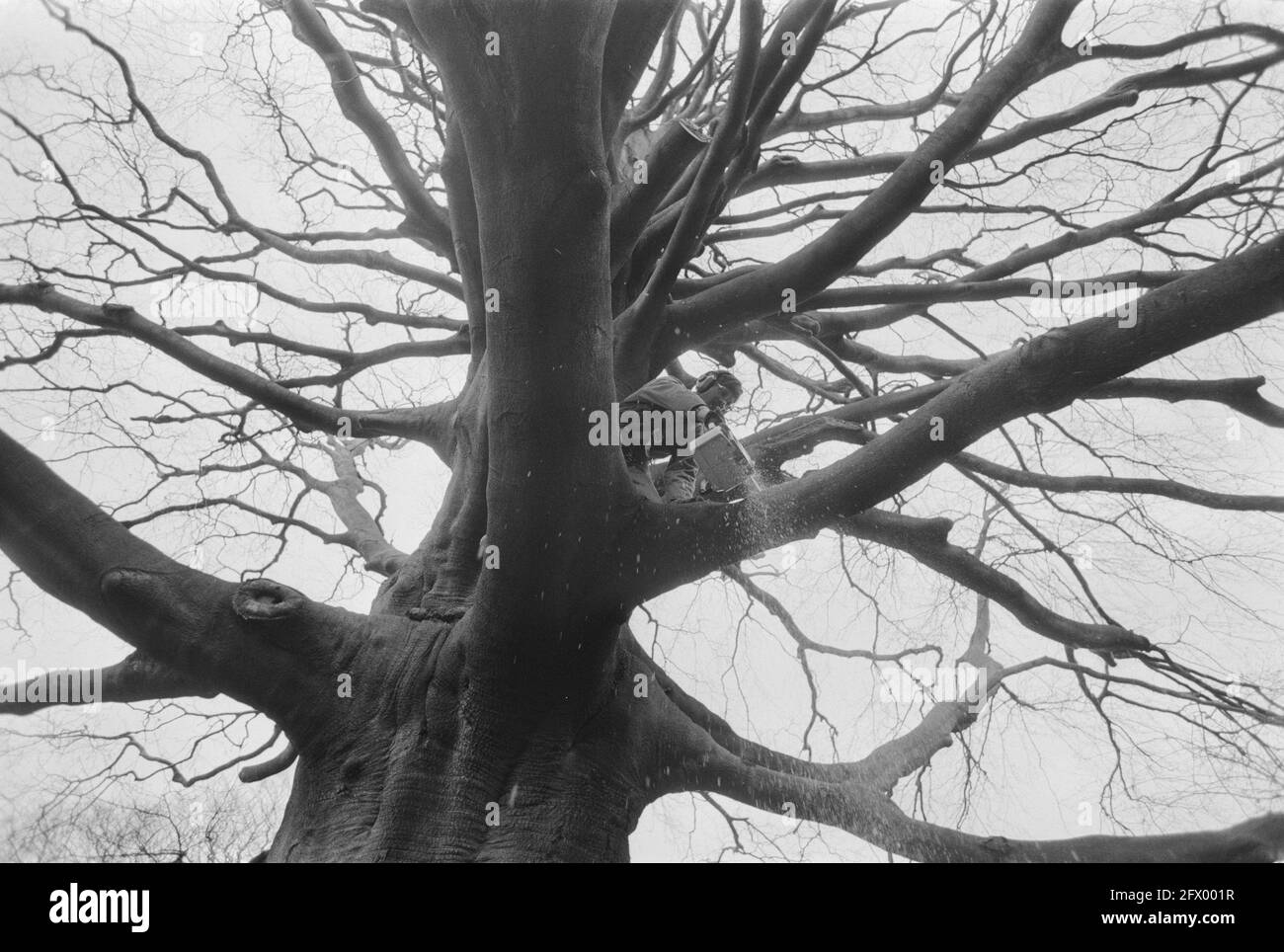 Over two centuries old beech tree in Hortus in Leiden is sawn because ...