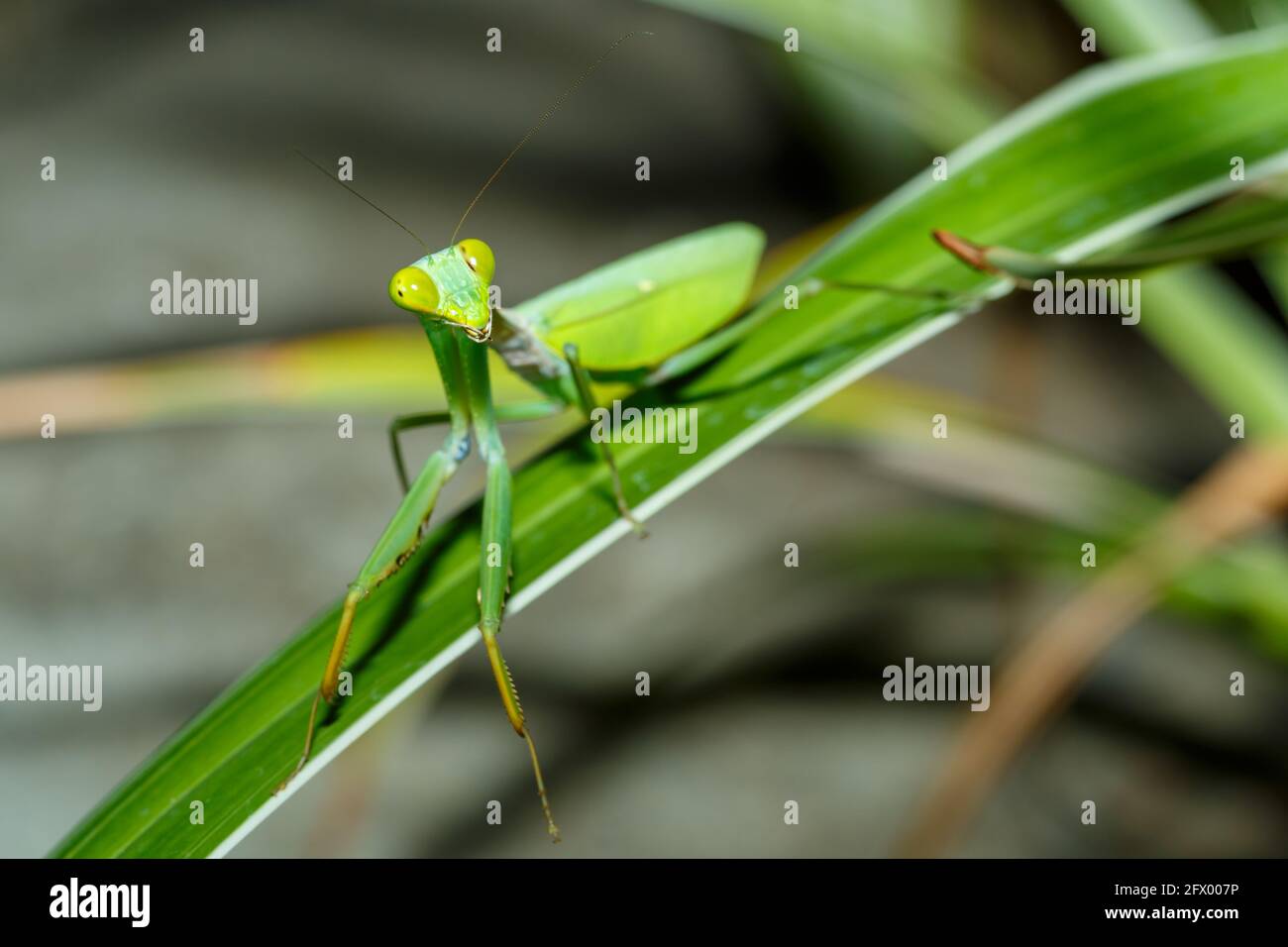 Big female of praying mantis (Mantodea) on green leaf, Sulawesi ...