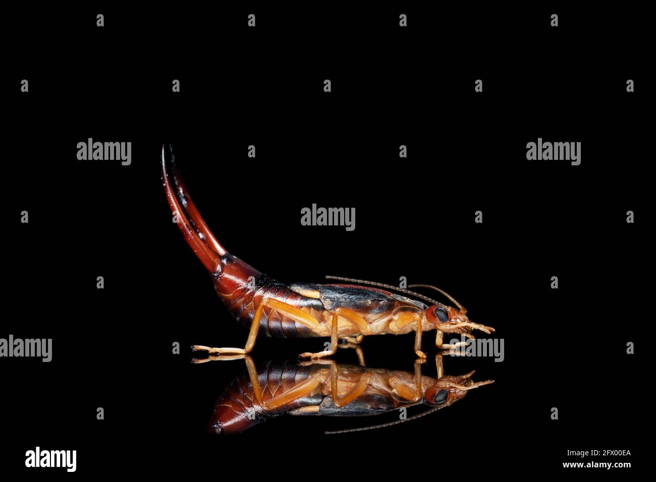 Earwig wing hi-res stock photography and images - Alamy