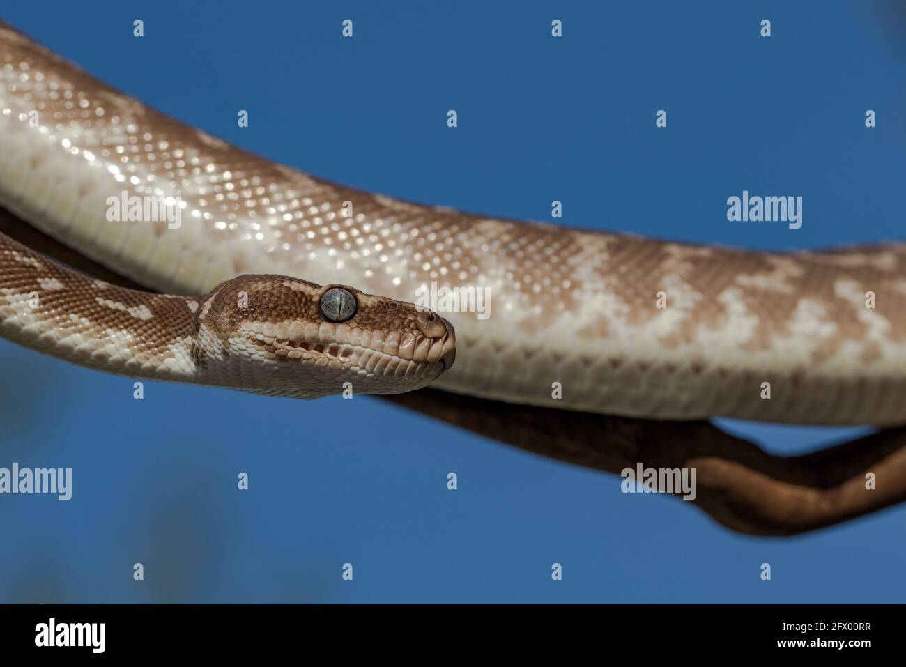Rough Scaled Python Morelia Carinata High Resolution Stock Photography ...