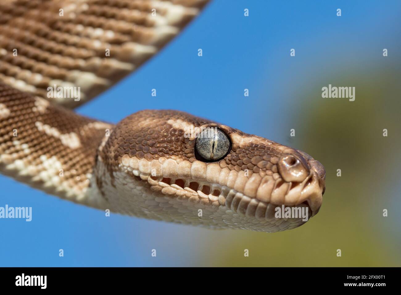 Rough scaled python morelia carinata hi-res stock photography and ...
