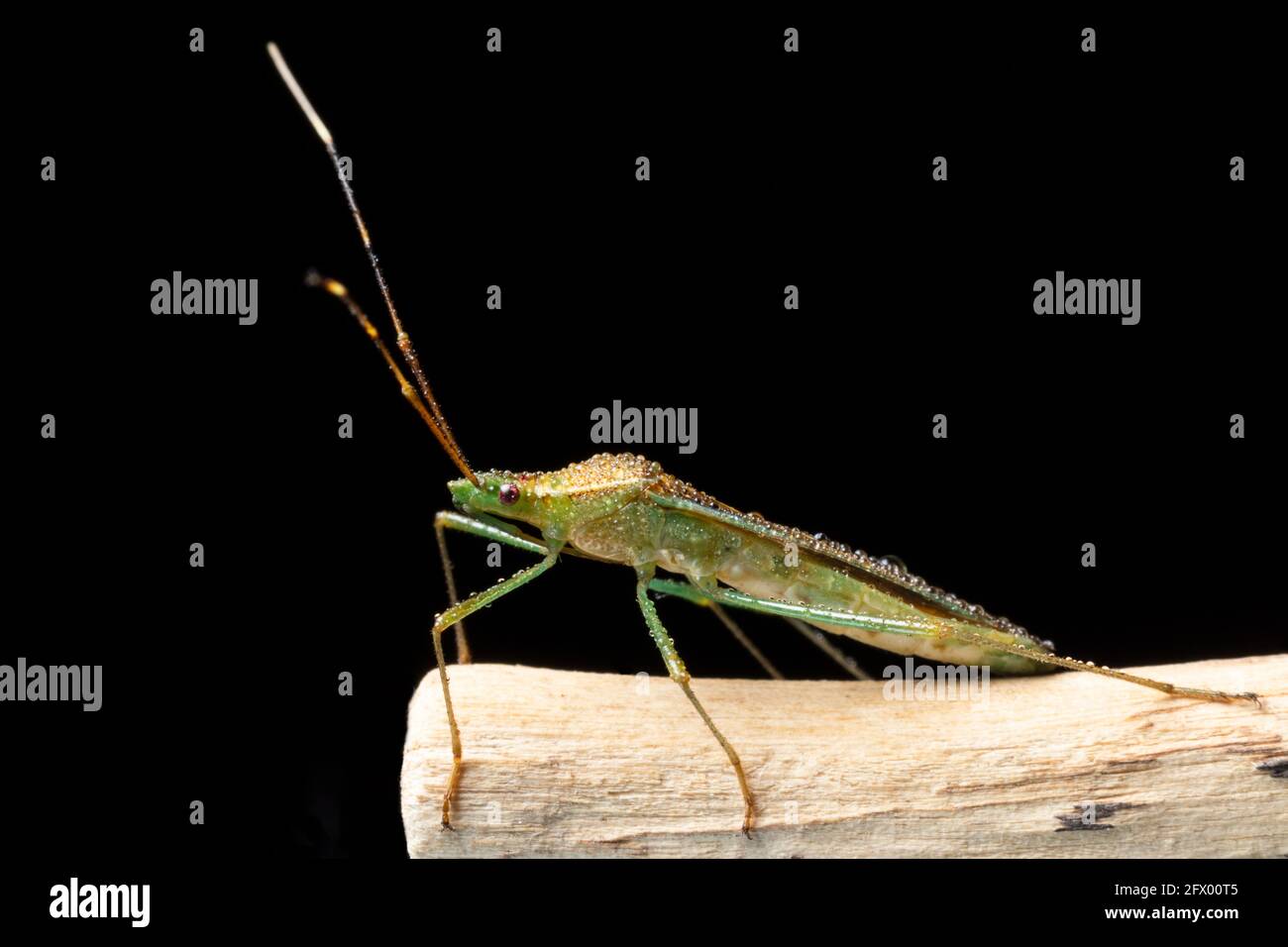 Heteroptera Leptocorisa acuta on the age of branch stock photo Stock ...