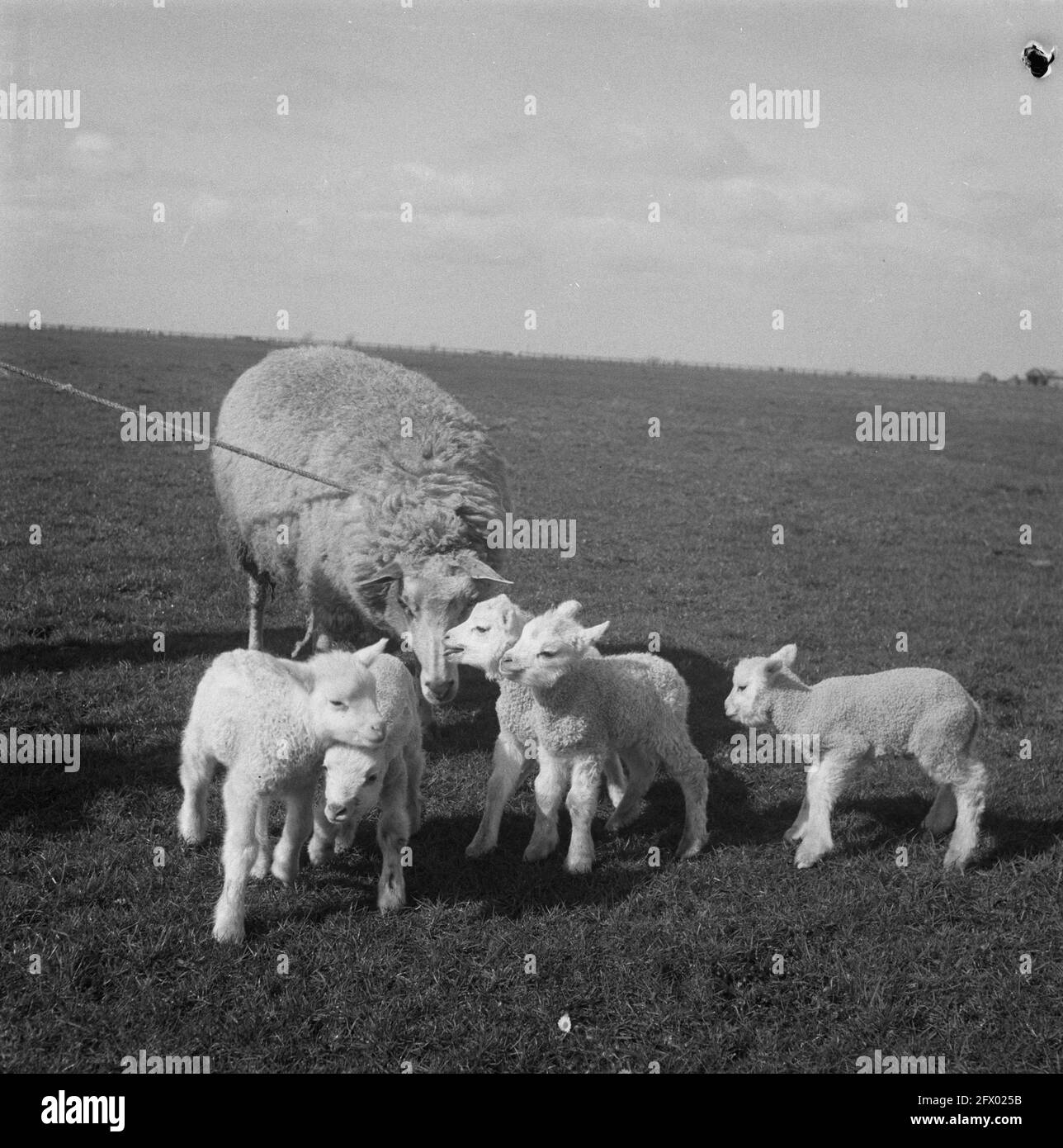 Five lambs belonging hi-res stock photography and images - Alamy
