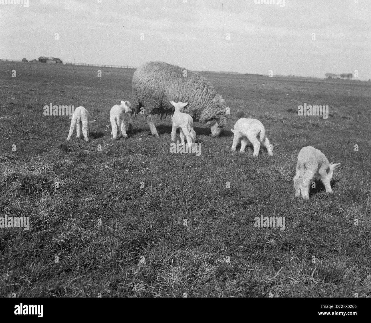 Five lambs owned hi-res stock photography and images - Alamy