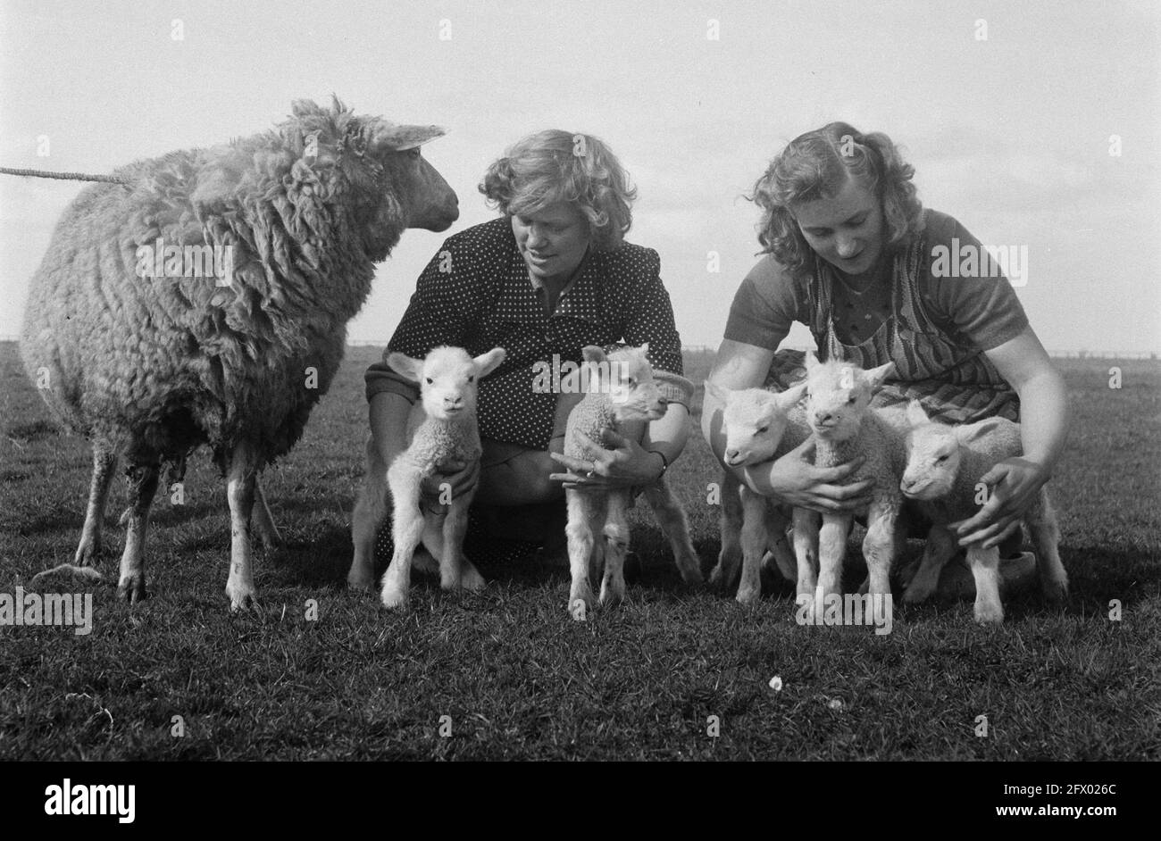 Five lambs owned hi-res stock photography and images - Alamy
