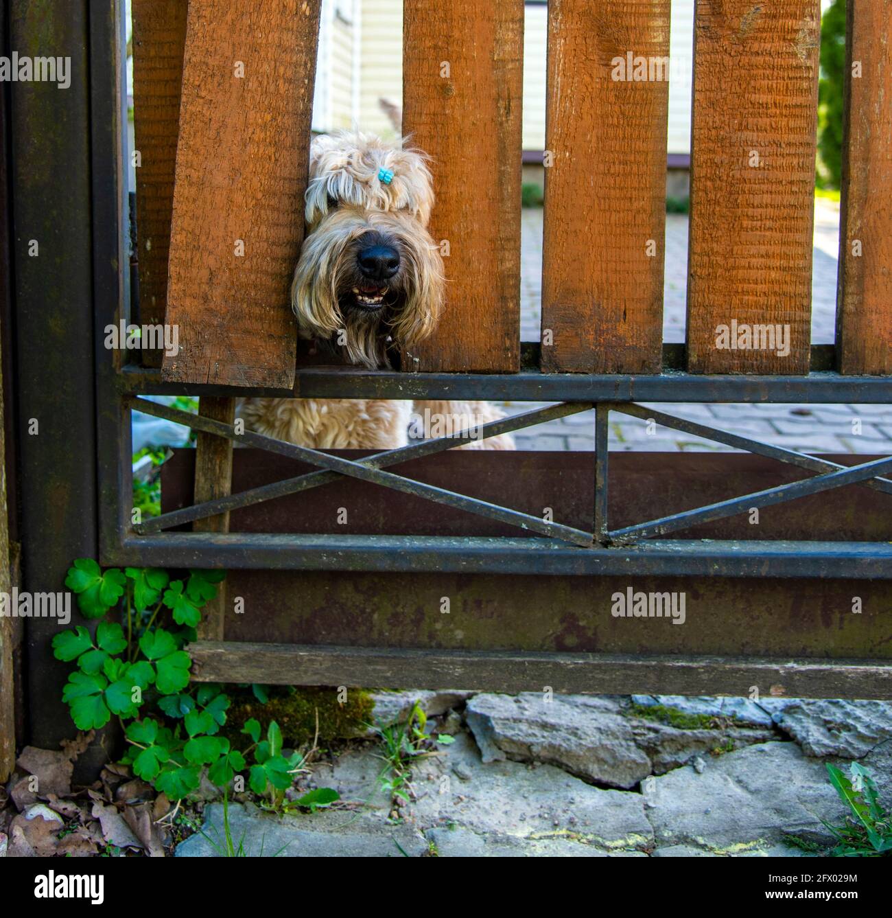 A fluffy dog, an Irish soft-coated wheat terrier, looks out through a ...