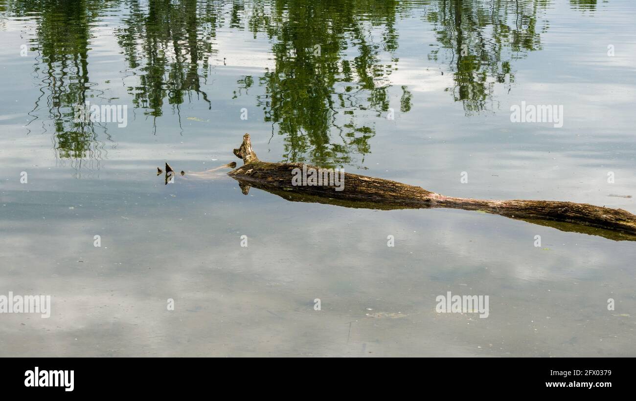 Smooth tree trunk hi-res stock photography and images - Alamy