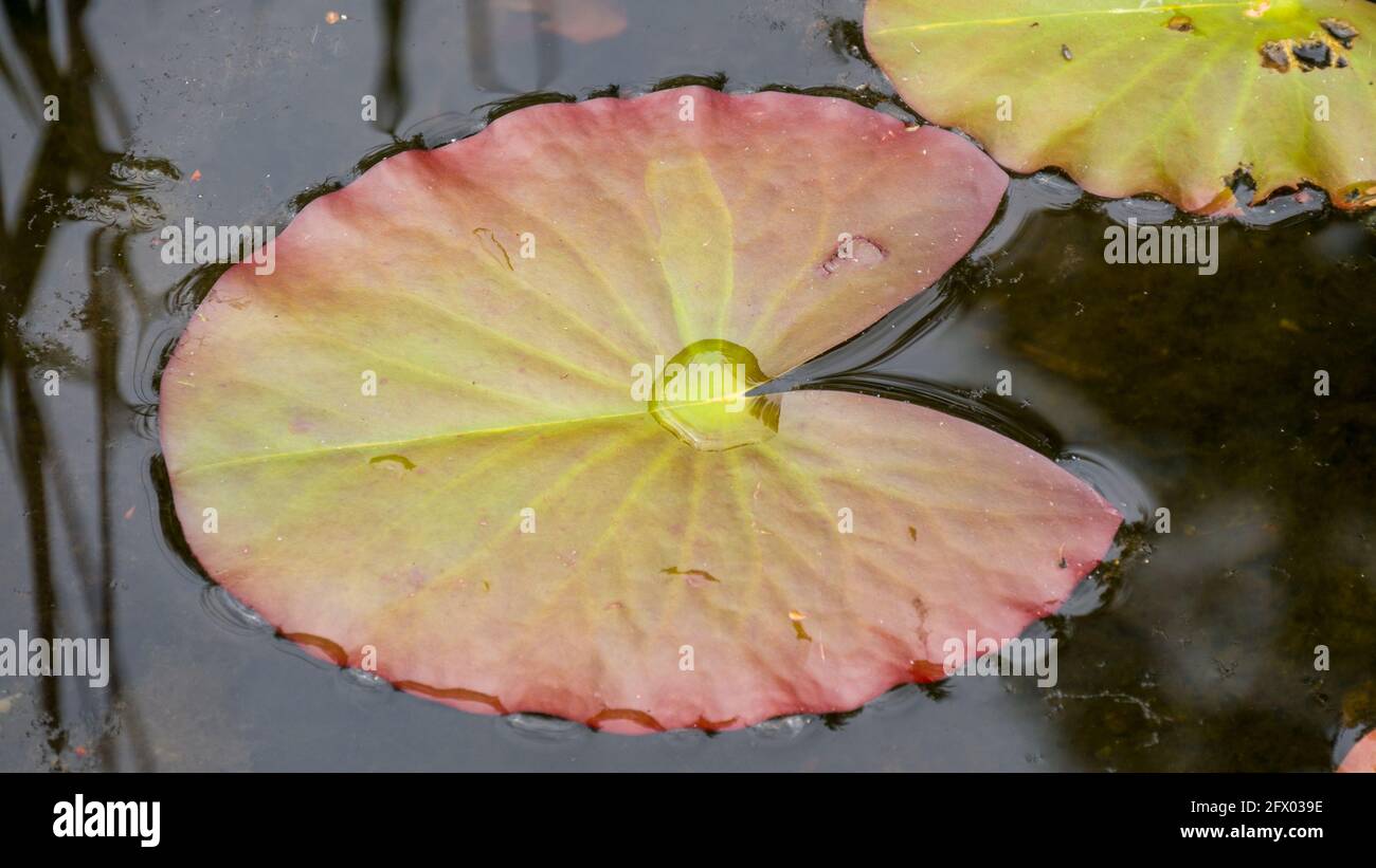 Leaf of a water lily with water drop Stock Photo - Alamy