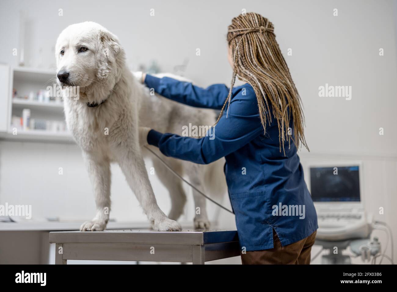Female veterinarian examines the dog using ultrasound while patient ...