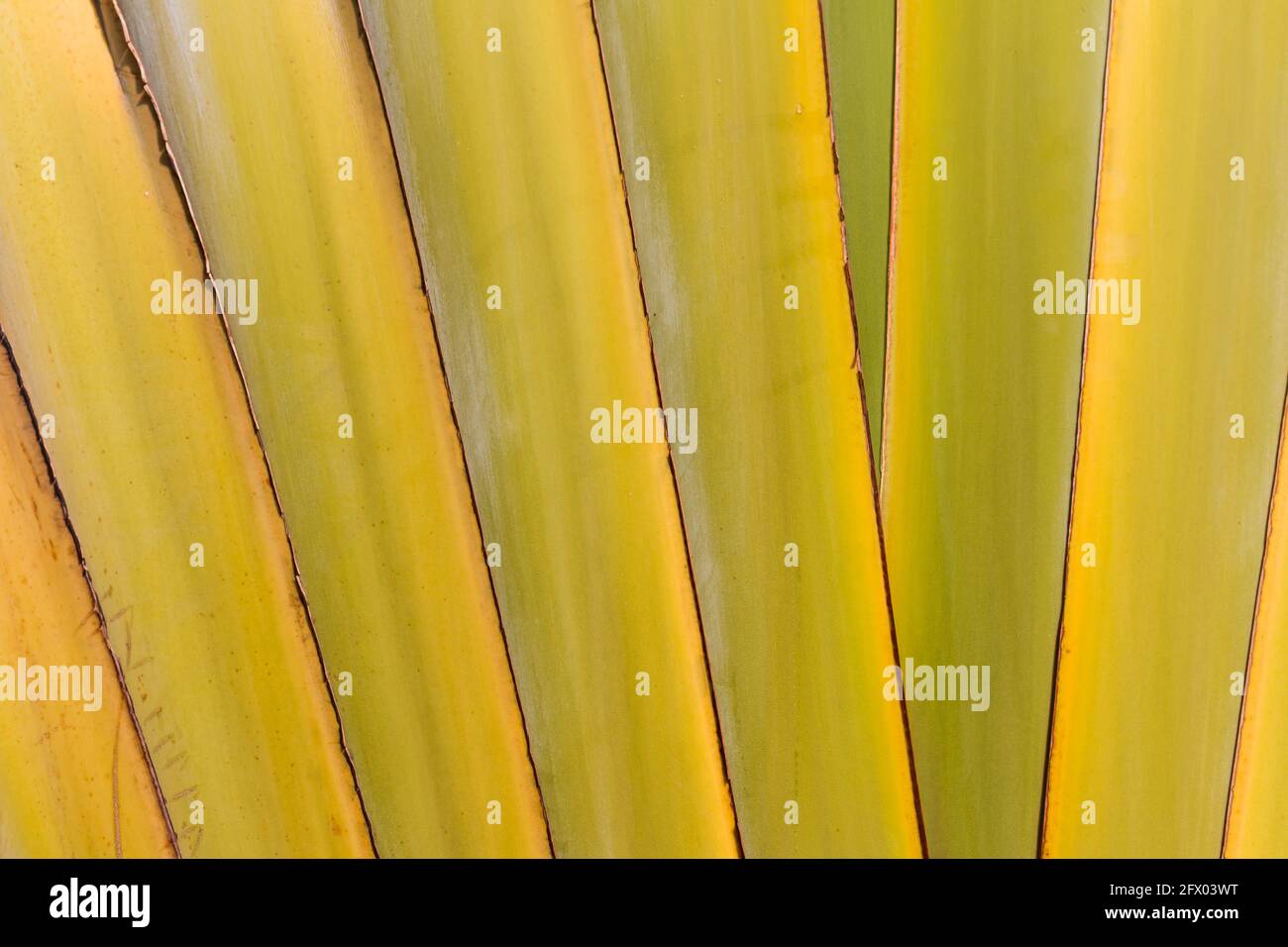 Banana tree texture, tropical kind of banana tree trunk stem background ...