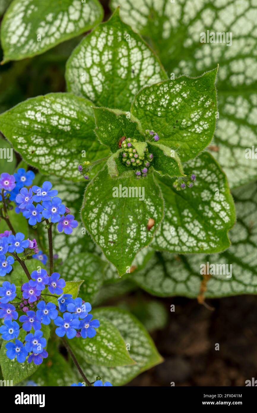 Brunnera Macrophylla - Sea Heart, flowers and foliage in spring Stock ...
