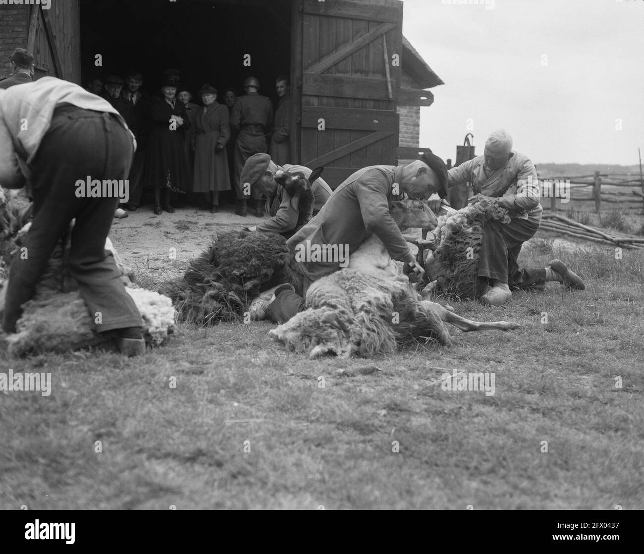 Sheep shearing in Ede. Sheepfold, June 5, 1957, sheepfolds, sheep, The ...