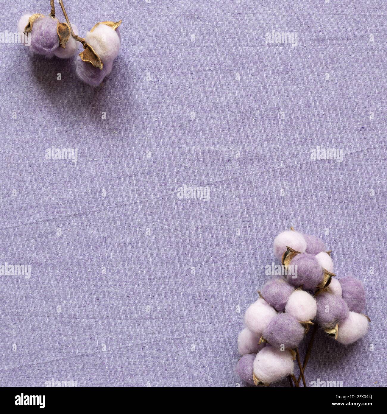 Purple cotton plant on purple fabric background. floral pattern. flat ...