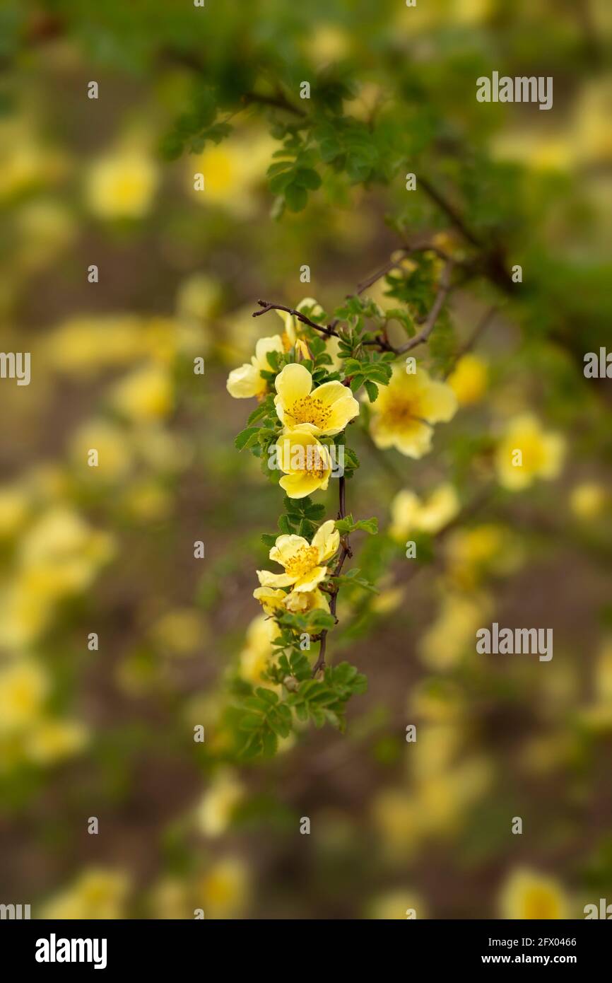 Rosa Xanthina – Canary Bird in flower, spring Stock Photo - Alamy