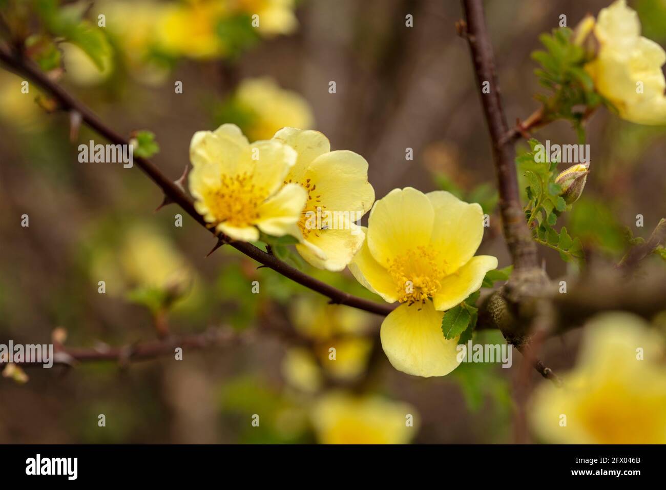 Rosa Xanthina – Canary Bird in flower, spring Stock Photo - Alamy