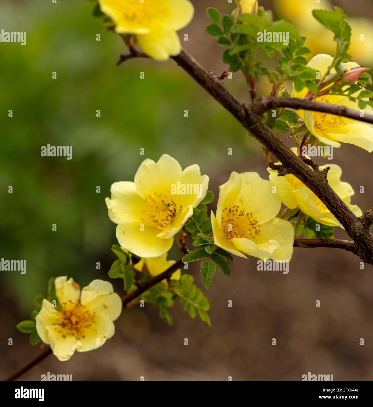 Rosa Xanthina – Canary Bird in flower, spring Stock Photo - Alamy