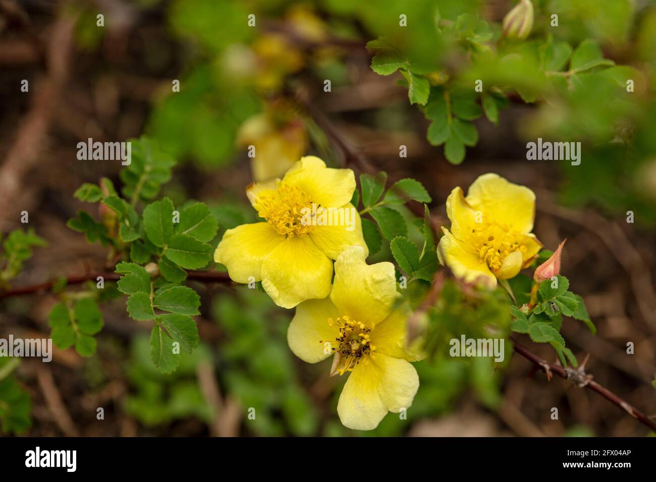 Rosa Xanthina – Canary Bird in flower, spring Stock Photo - Alamy