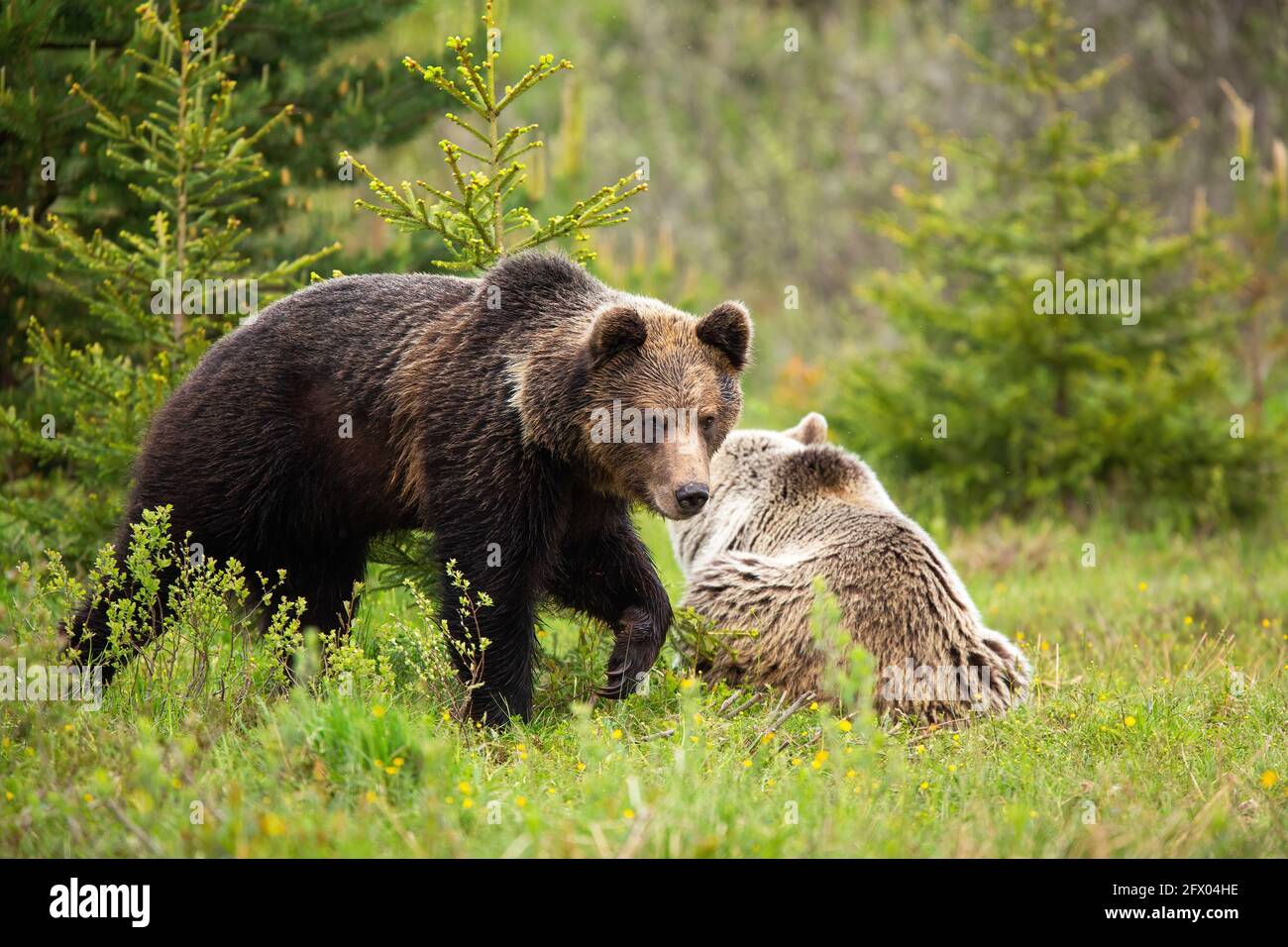 A couple of brown bears in the wet spring forest during mating season ...