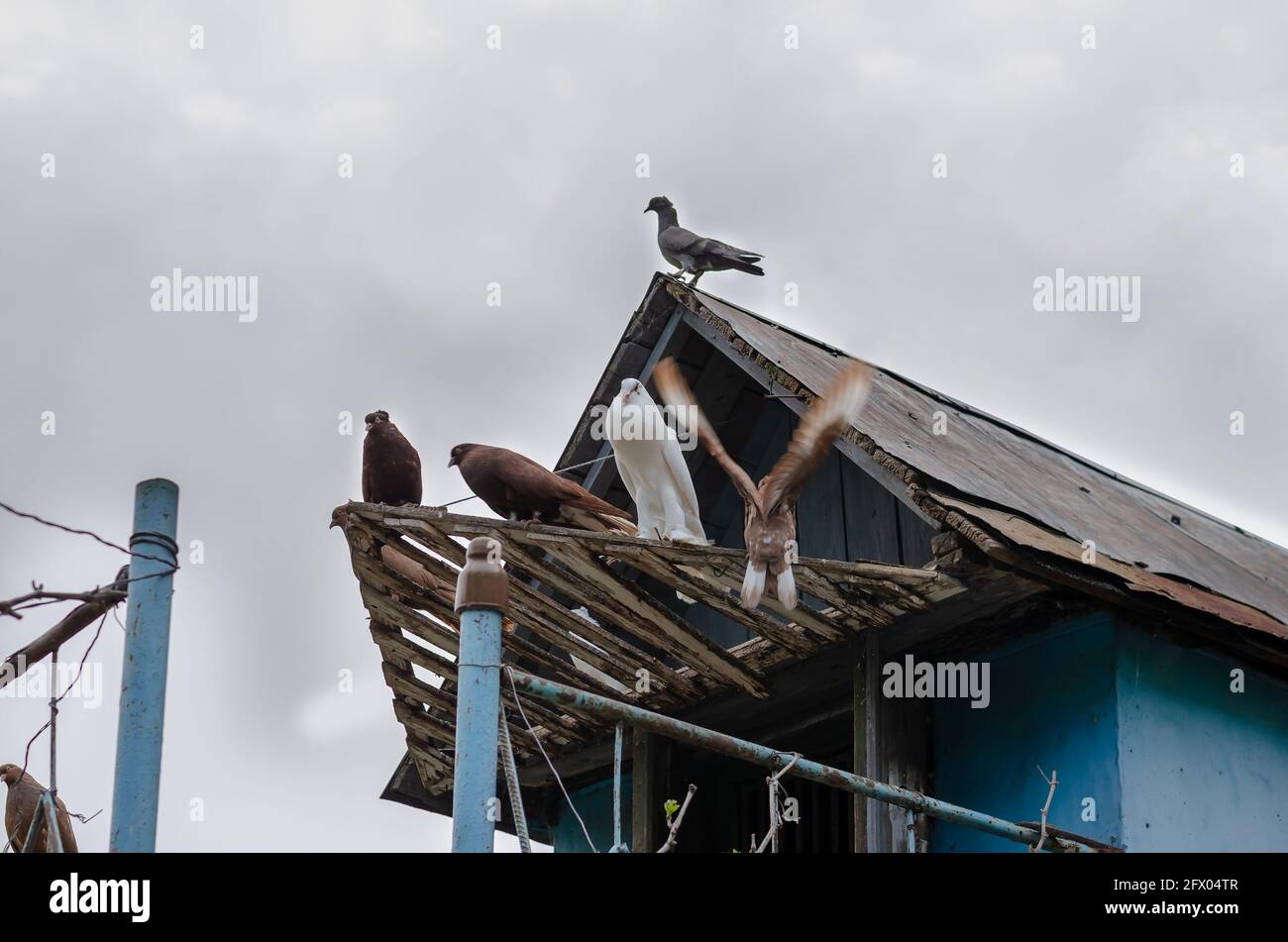 Ornamental pigeons hi-res stock photography and images - Alamy