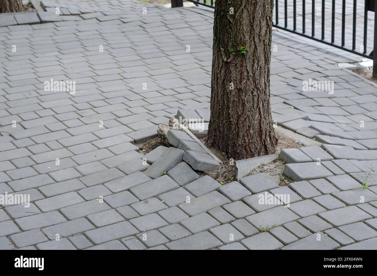 Root of tree growing and damage brick block walkway. Damaged sections ...