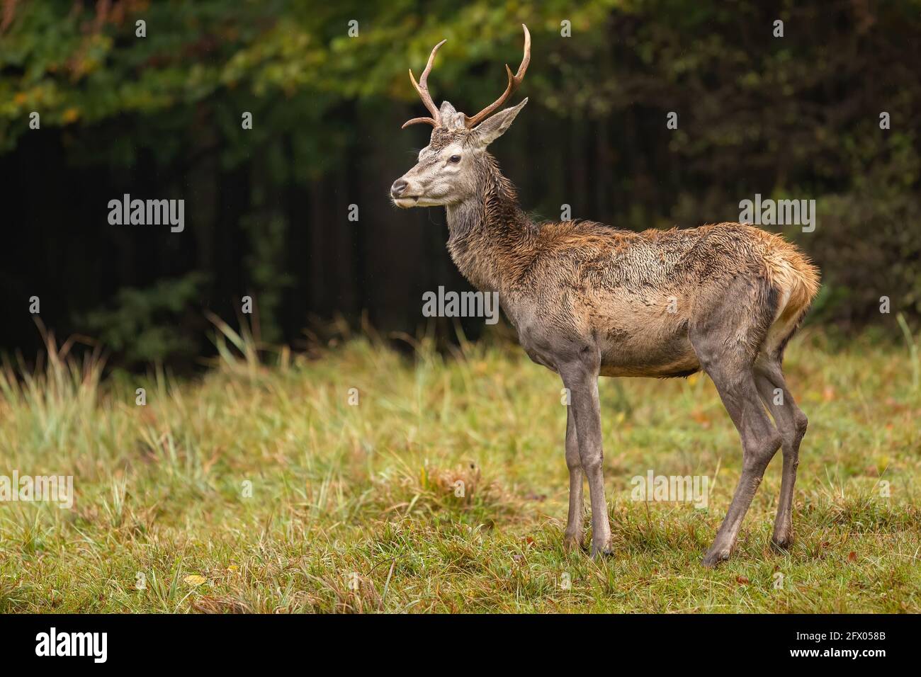 Watchful red deer male standing on forest clearing in autumn moody ...