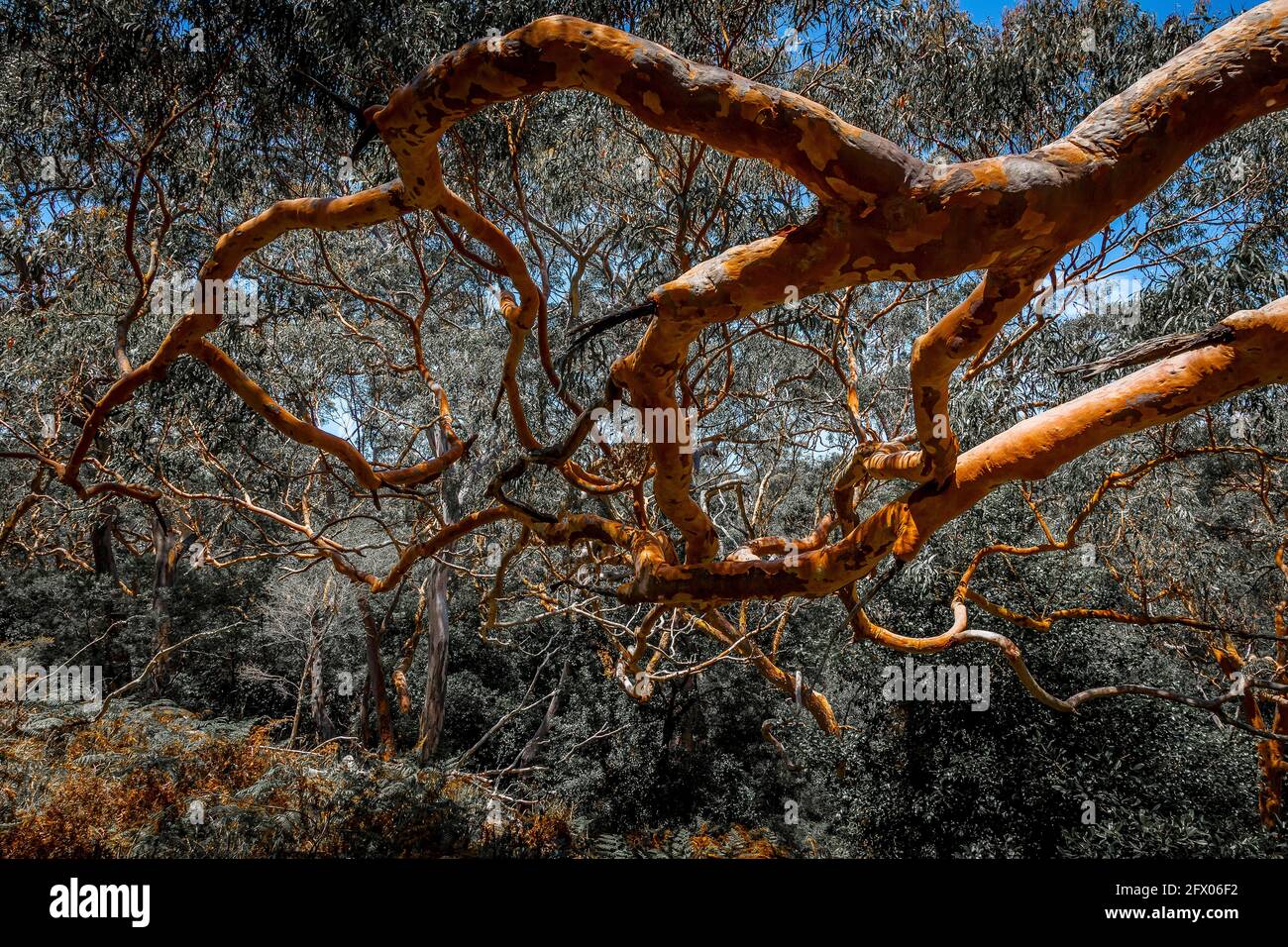 Red Gum tree, Royal National Park, Sydney, NSW, Australia Stock Photo ...
