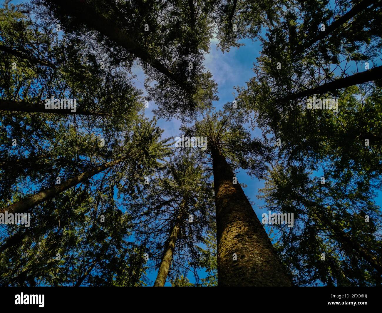 trees from frog view look up at sky Stock Photo - Alamy
