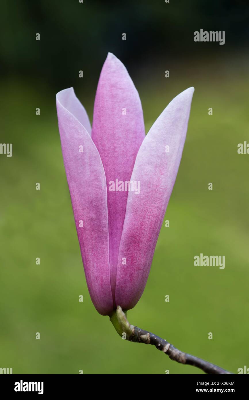 Burgundy flower hi-res stock photography and images - Alamy