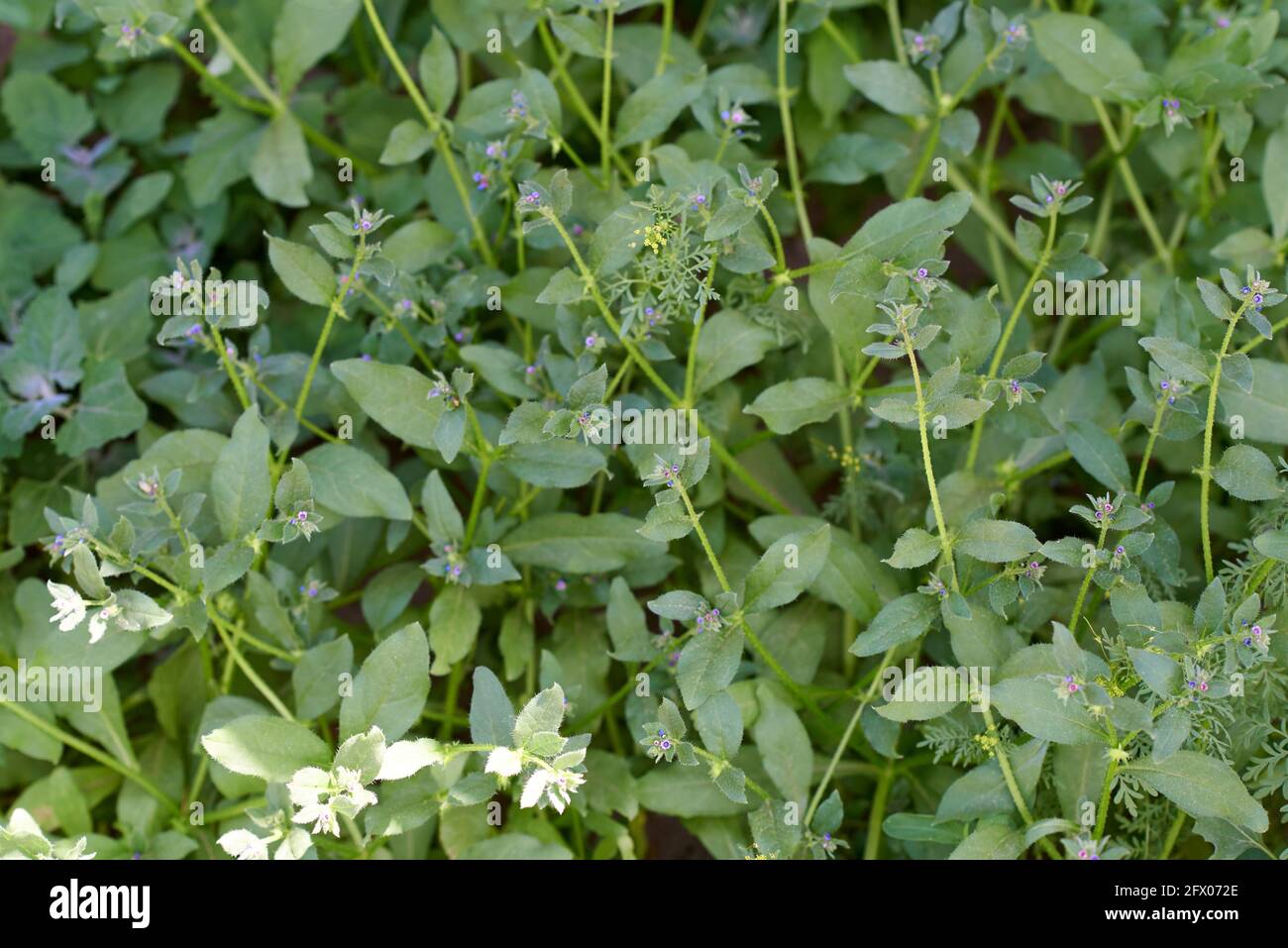 Young asperugo procumbens green background Stock Photo - Alamy
