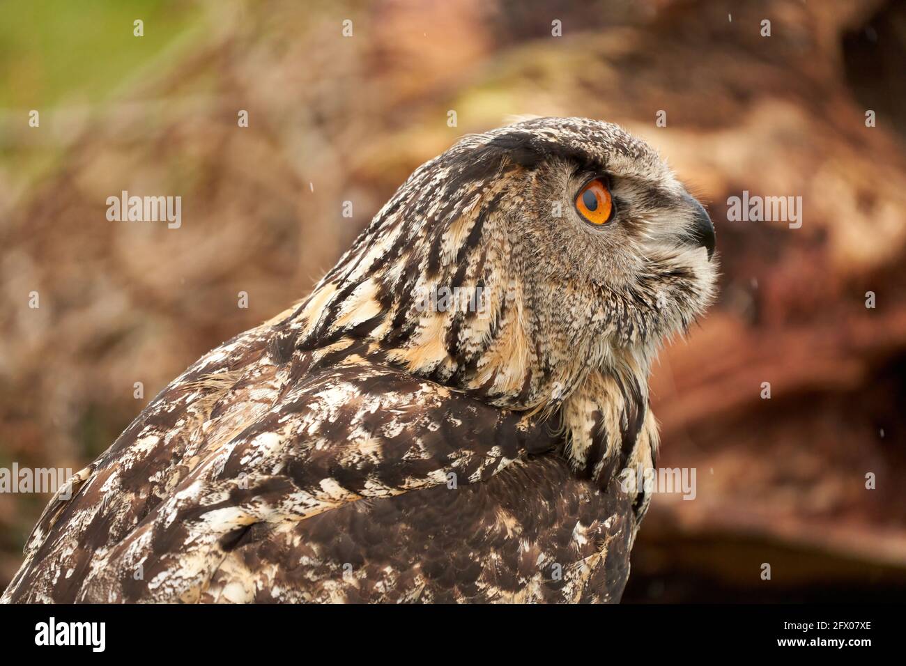 A detailed head of an adult owl eagle owl. Seen from the side, orange ...