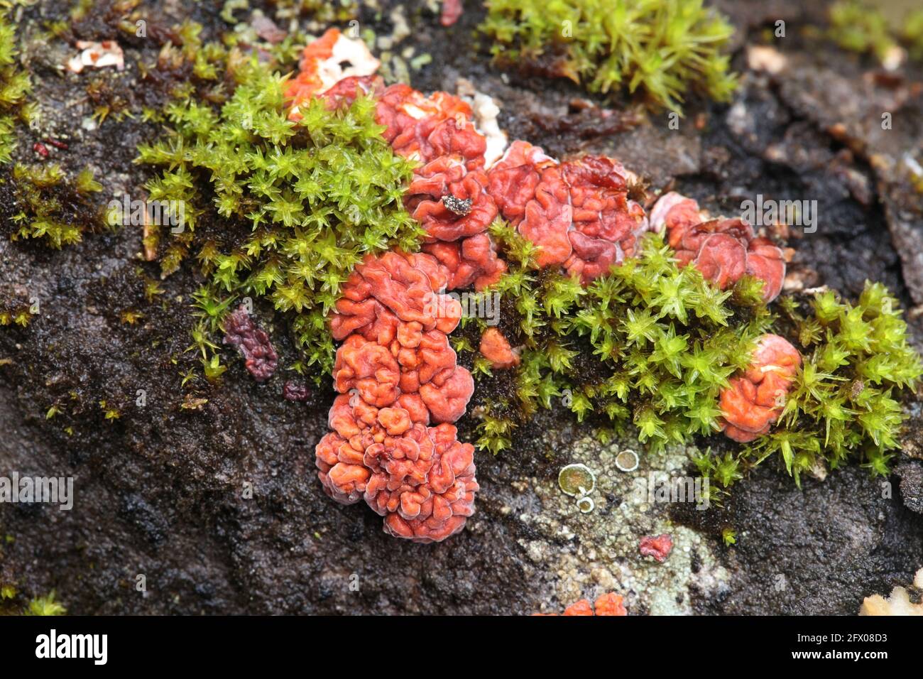 Peniophora rufa, known as red tree brain, wild fungus from Finland ...
