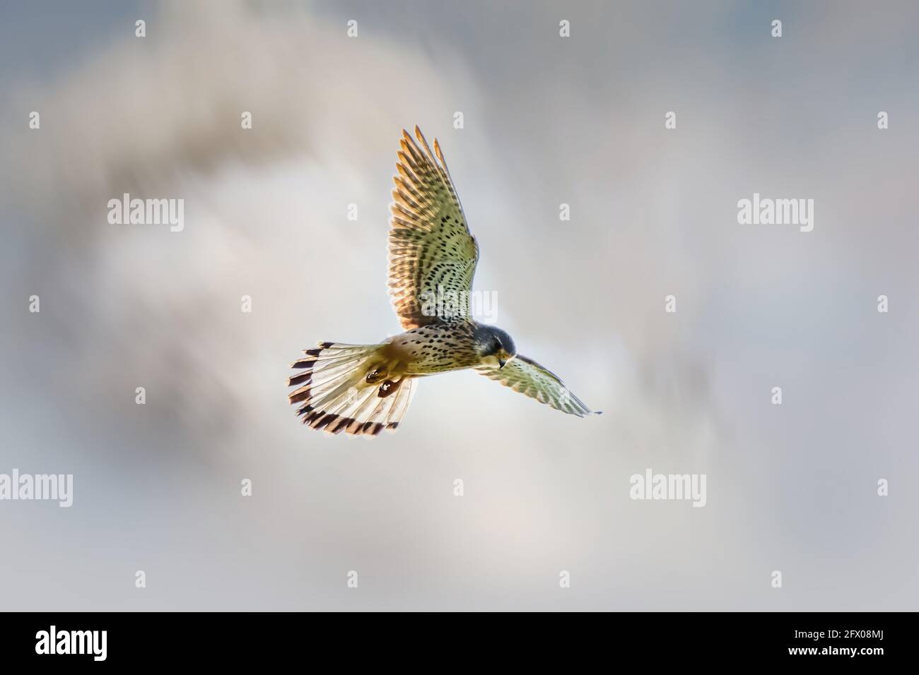 Kestrel wings down hi-res stock photography and images - Alamy