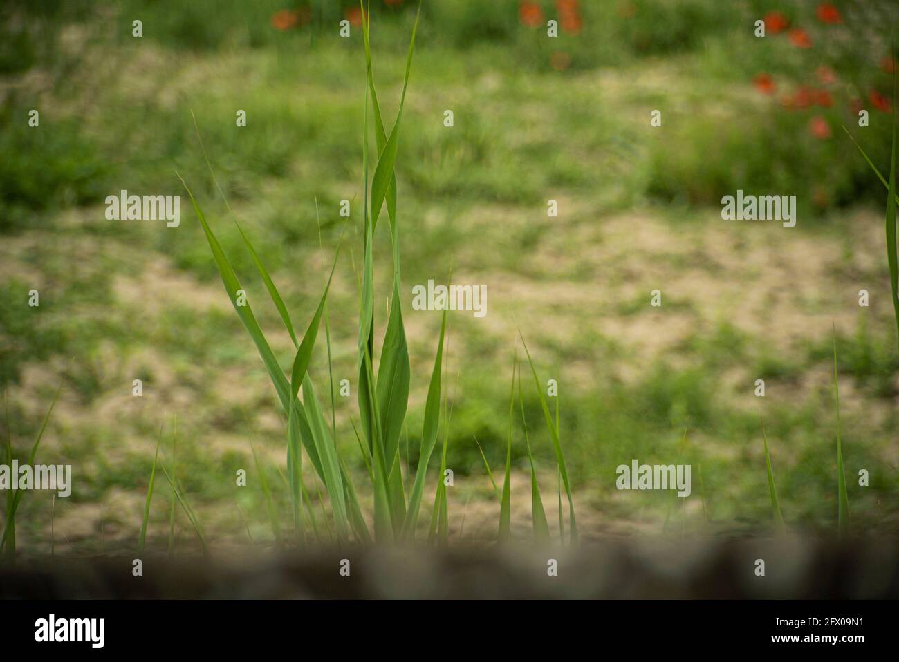Ditch grass detail 2 Stock Photo - Alamy