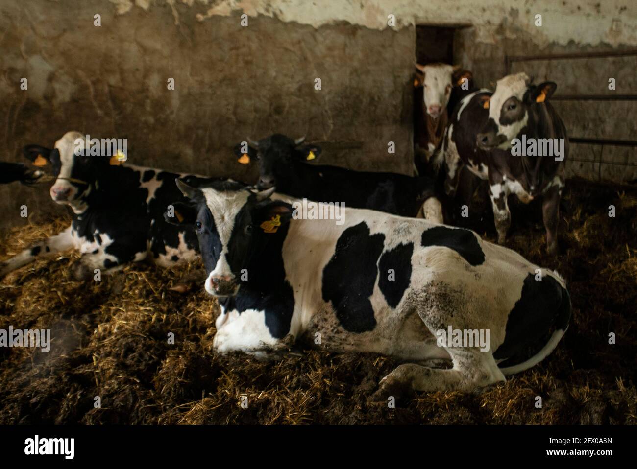 Cows in intensive farming Stock Photo - Alamy