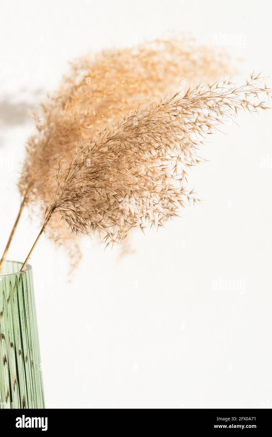Dried reed in green vase on white background Stock Photo - Alamy