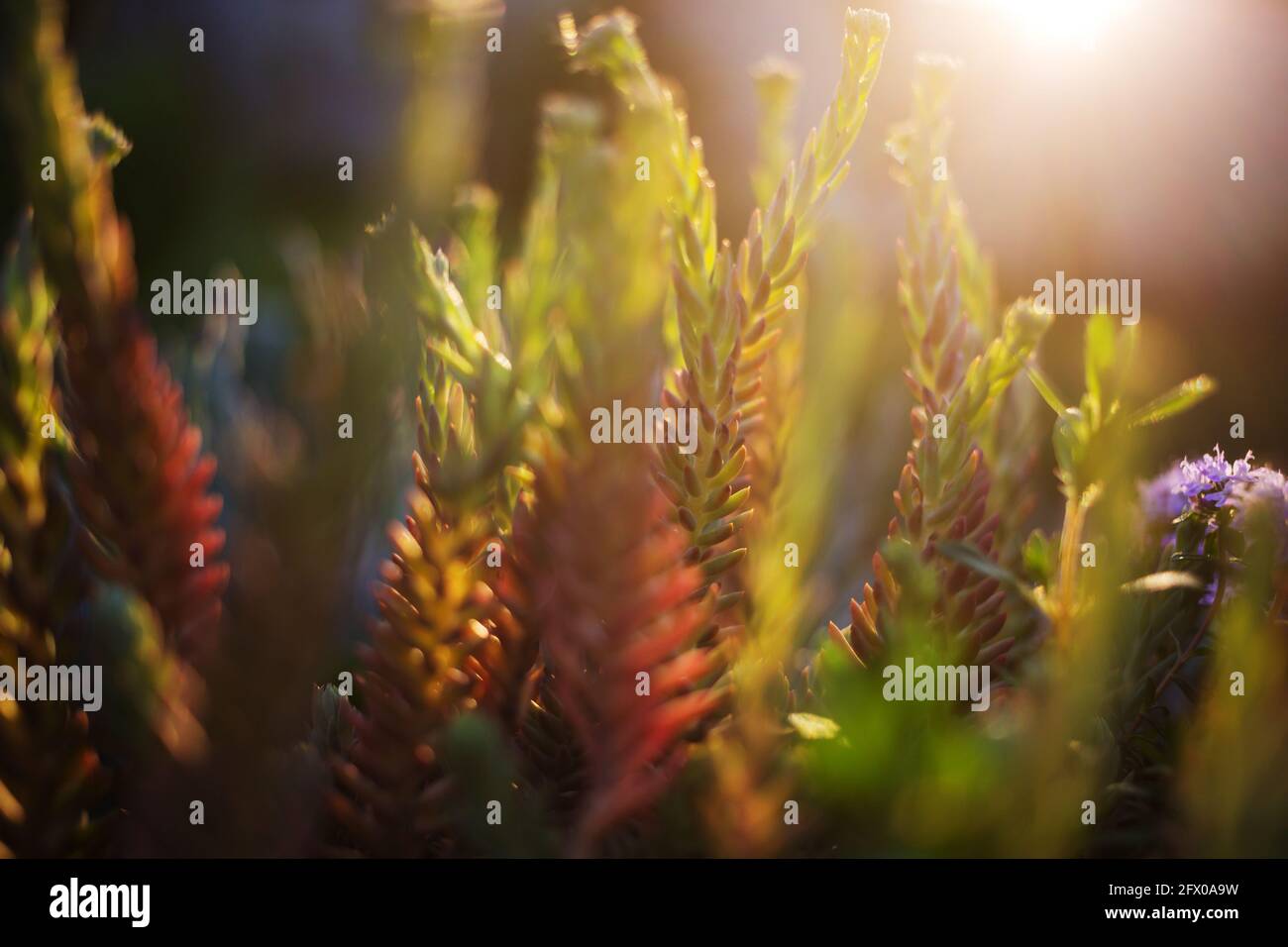 Gaeden plant hi-res stock photography and images - Alamy