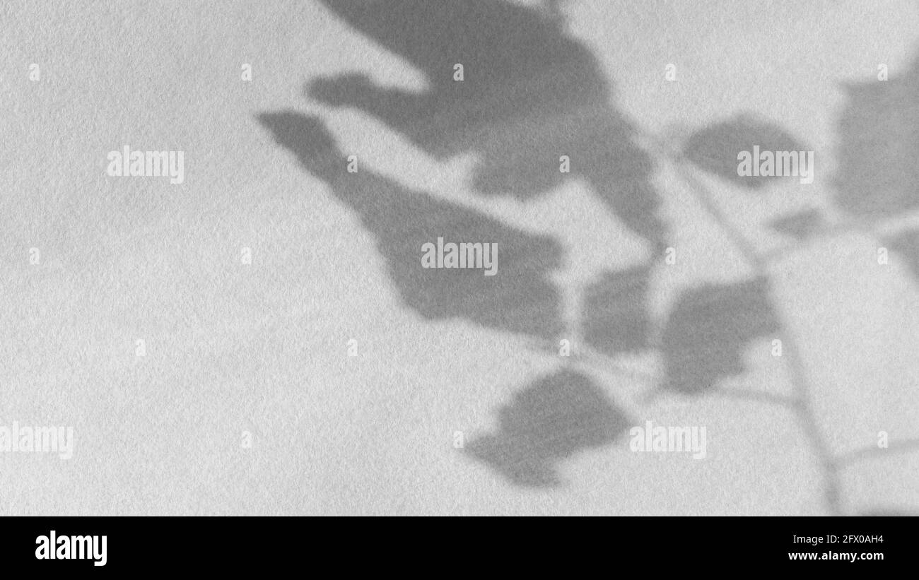 Branch shadow overlay mock hi-res stock photography and images - Alamy