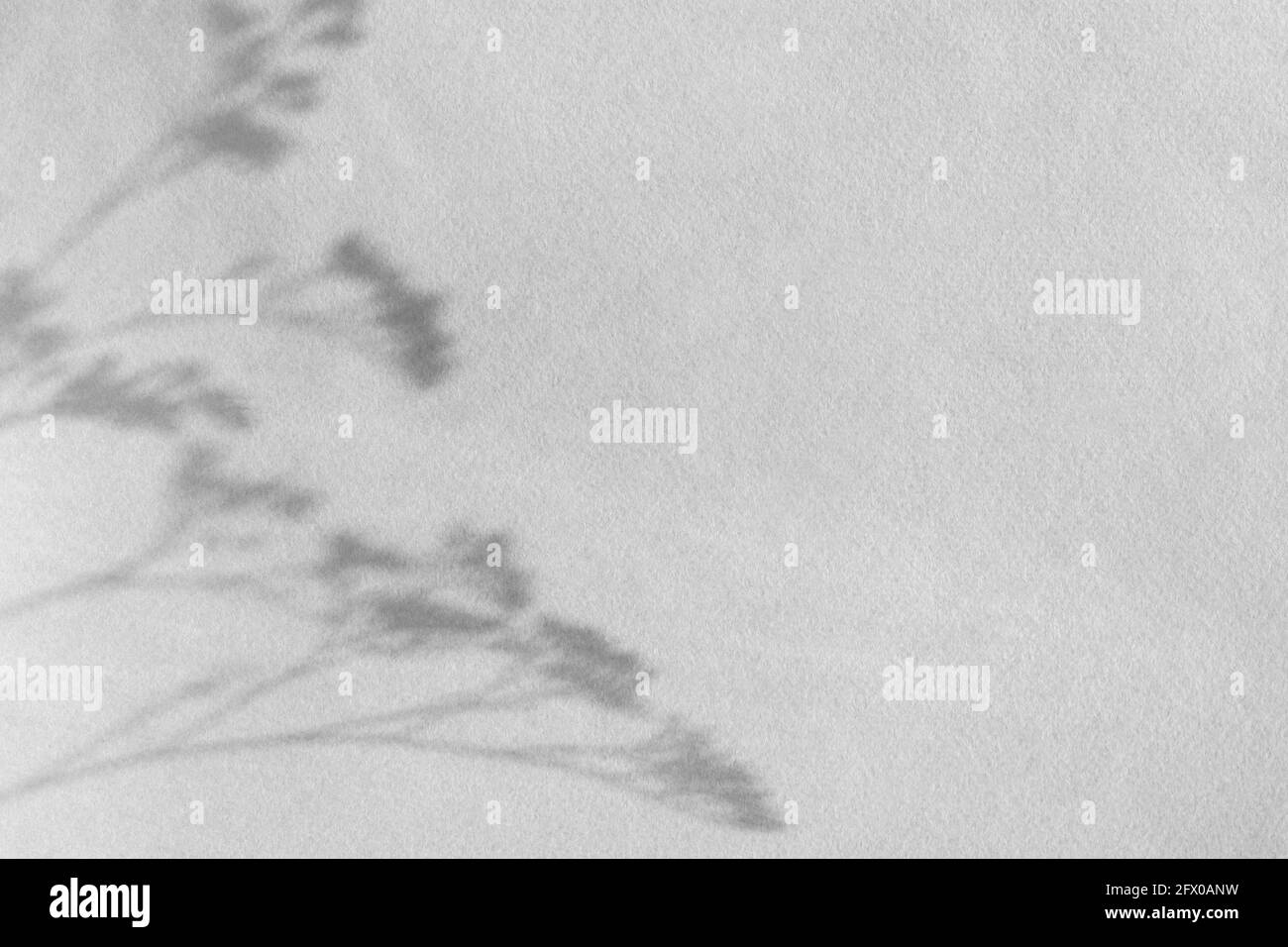 Flower shadow grey wall. Abstract neutral background. Gray shadows of ...