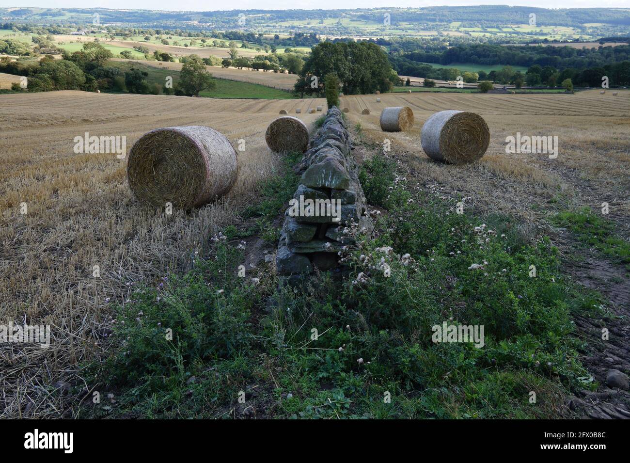 Pill white lane hi-res stock photography and images - Alamy