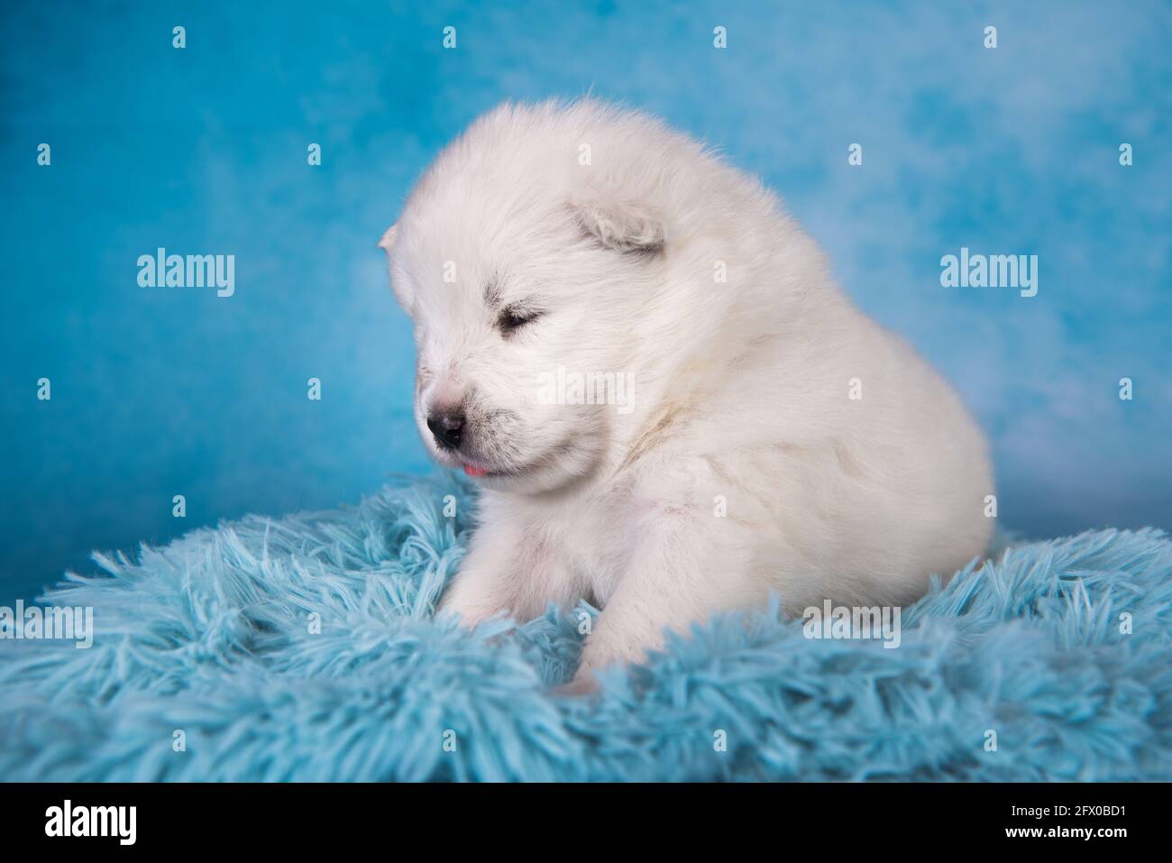 White fluffy small Samoyed puppy dog is sitting on blue Stock Photo - Alamy