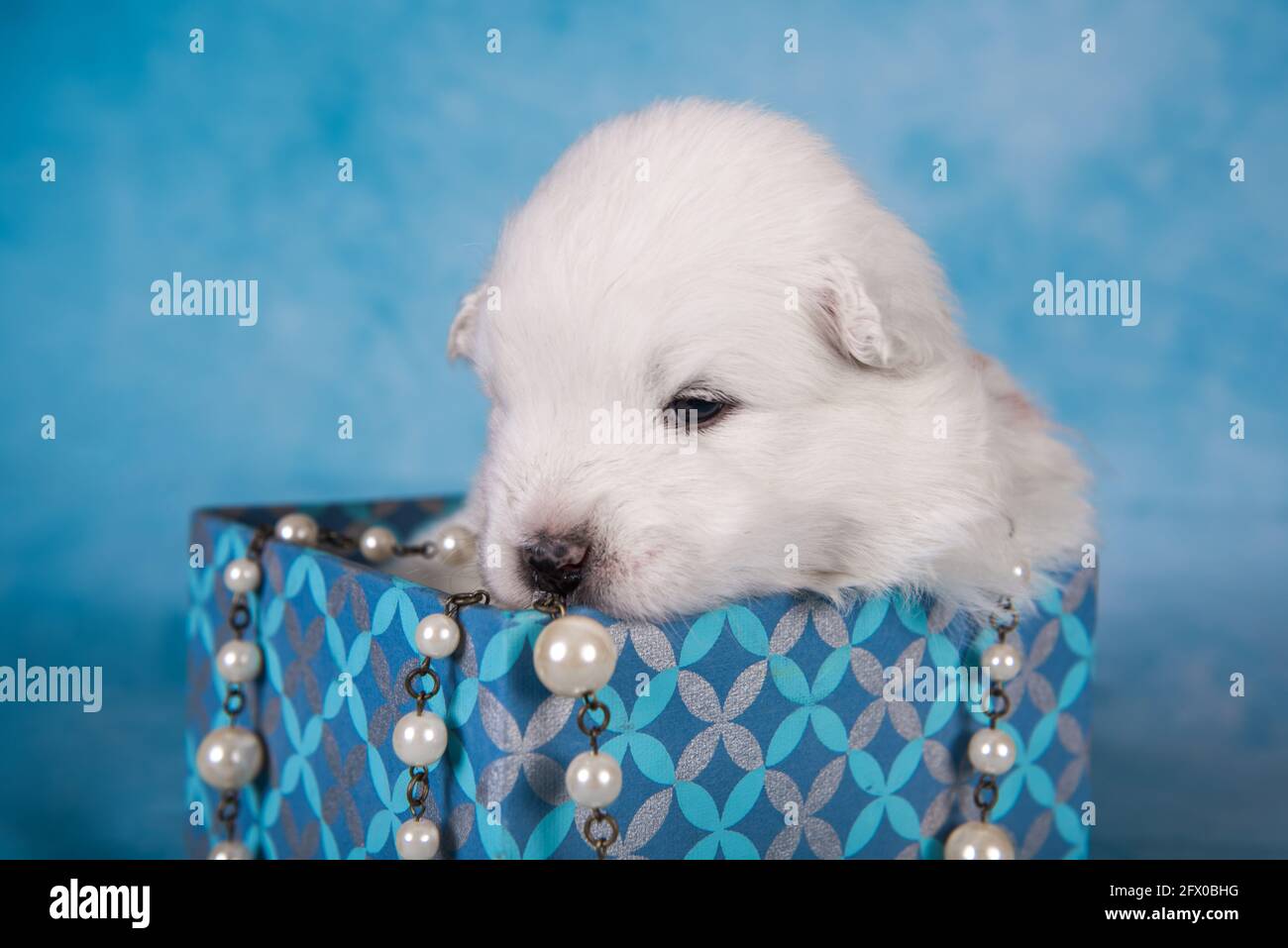 White fluffy small Samoyed puppy dog in a gift box Stock Photo - Alamy
