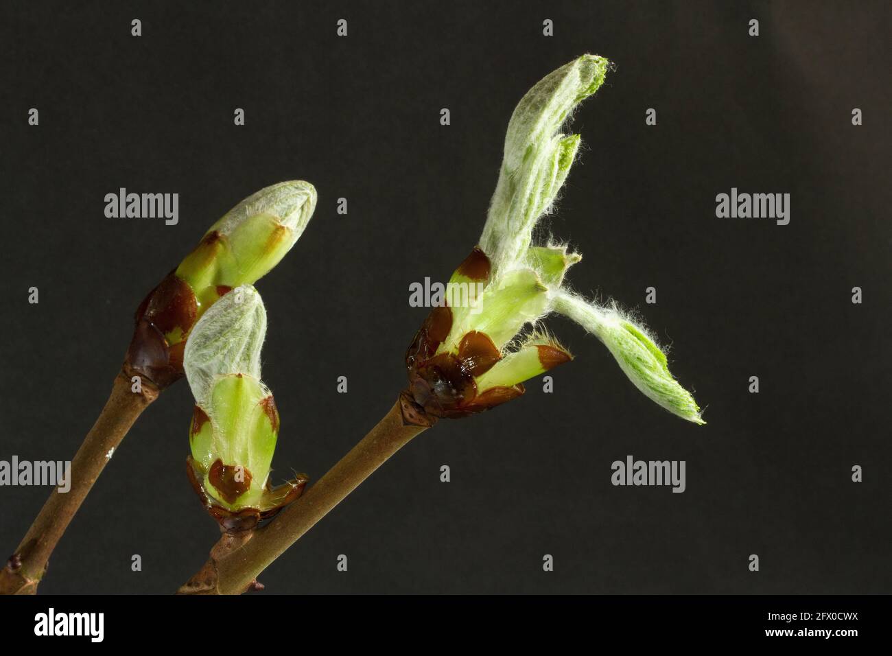 Sticky buds hi-res stock photography and images - Alamy
