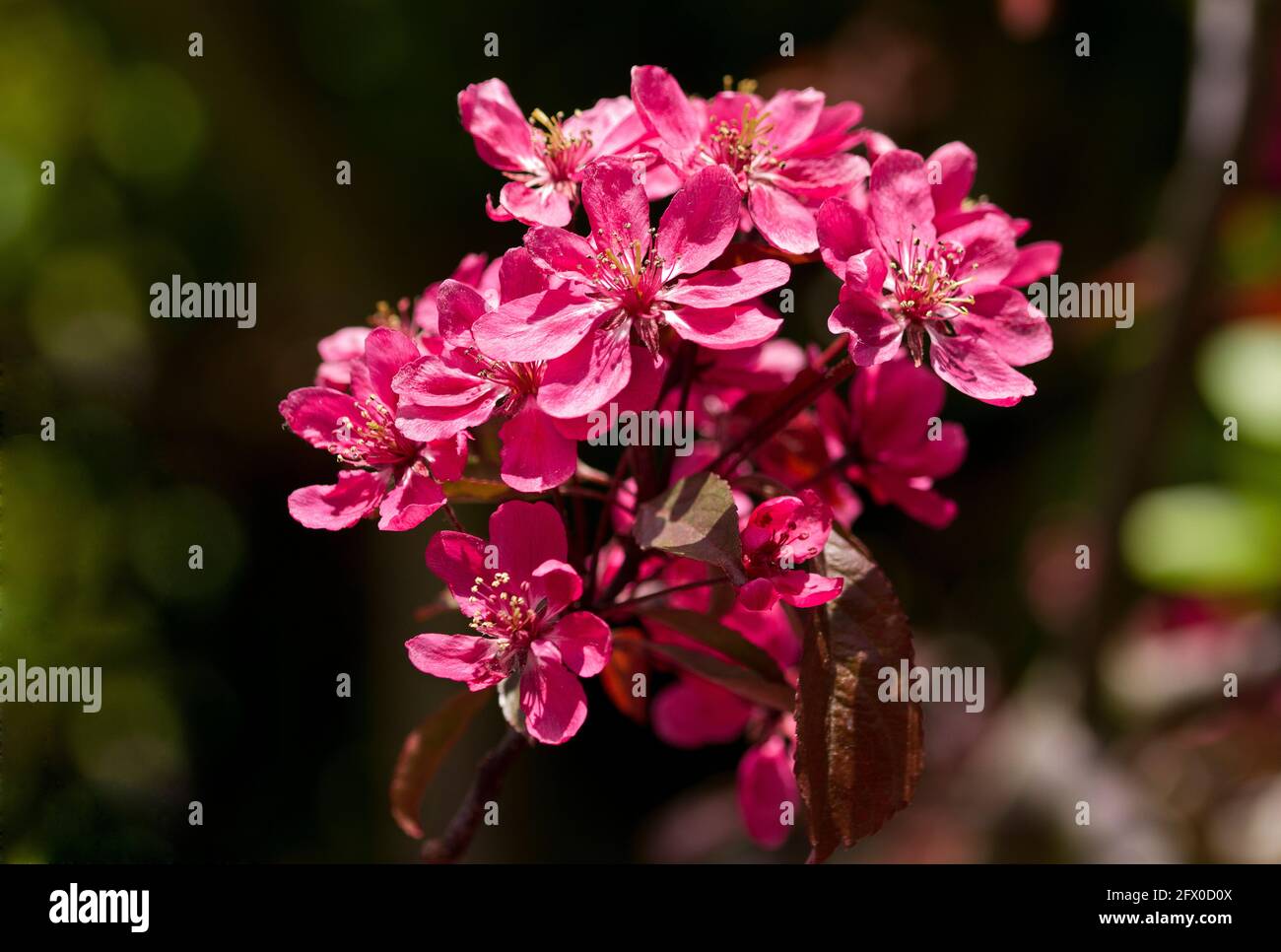In spring the Cherry trees blossom and insects pollinate them. The ...