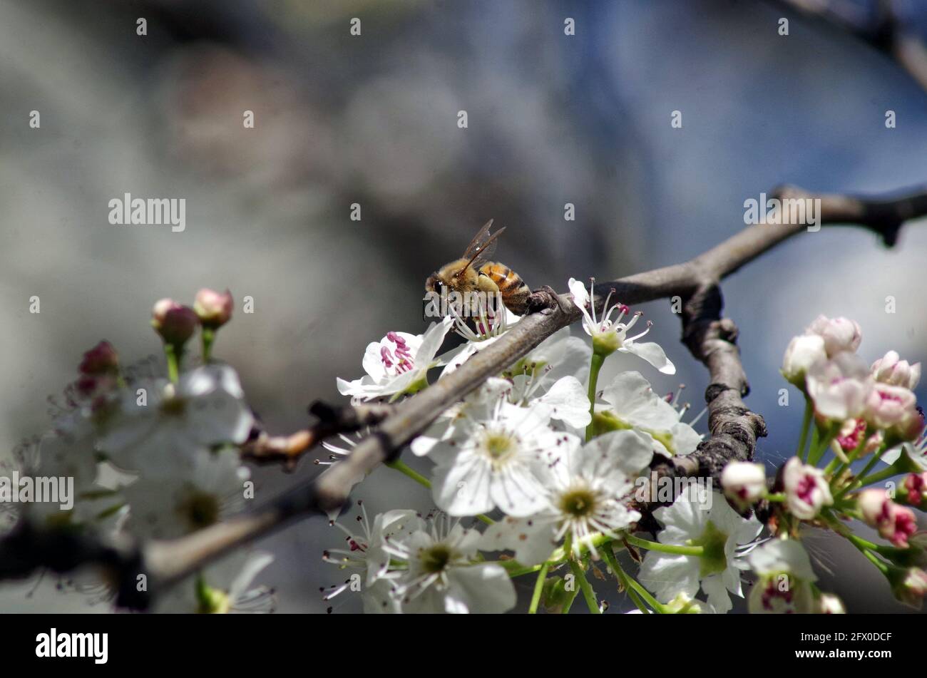 an extreme closeup view of a bee on a branch Stock Photo - Alamy